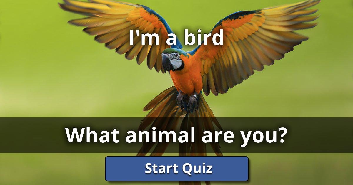 I'm a bird - What Animal Are You? | Lusorlab Quizzes